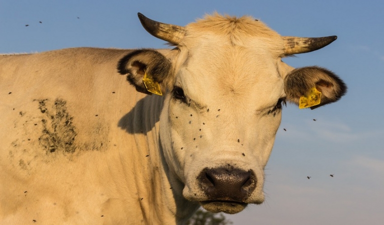 Tips On Fly Control For Your Cattle | HC Summers Feed & Supply ...
