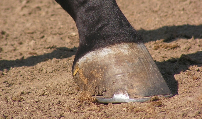 The Importance of a Healthy Hoof | Family Farm & Garden