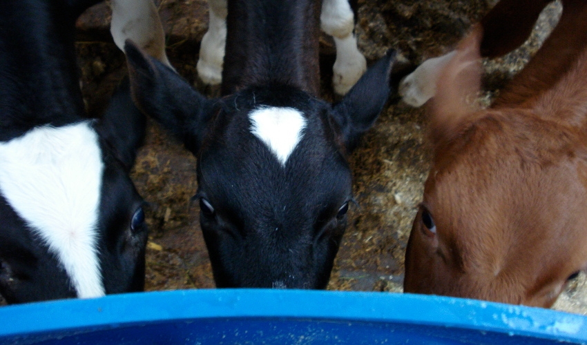 Advantages of Mineral Tubs | Country Corner Feed & Tack, LLC Site