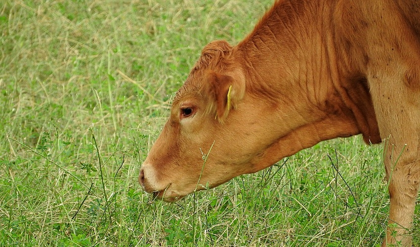 Connect four: The Parts Of A Cow’s Stomach | The Farmyard Store, Derby ...
