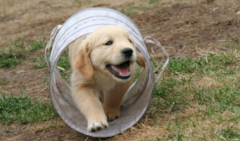 Most Hyper Dog Breeds | American Dog Outfitters | Key West, FL