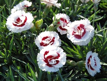 Coconut Surprise Dianthus | Liberty Home, Garden Inc. - Liberty, NY
