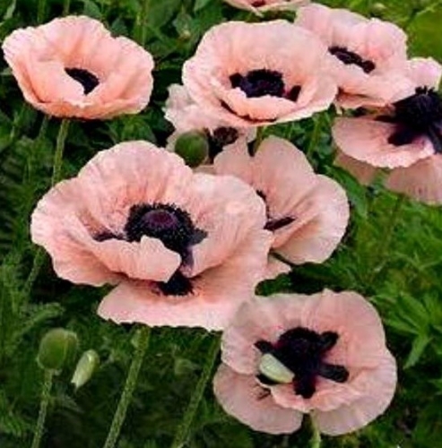 Princess Victoria Louise Oriental Poppy | Liberty Home, Garden Inc ...