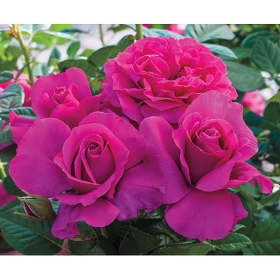 Garden Center Waynesboro VA, Waynesboro Landscaping, Garden Landscaping ...