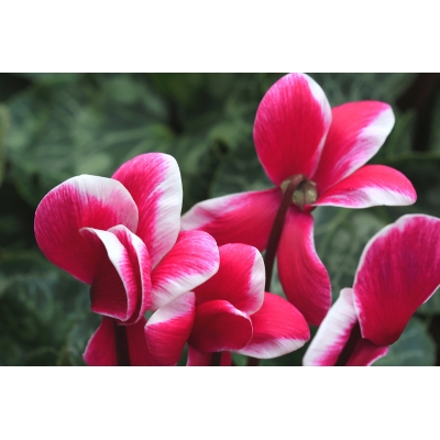 Shoal Creek Nursery Austin, Plant Nursery Austin TX, Austin Nurseries ...