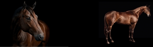 Welcome To Stockman's Feed and Supply | Feed, Farm Supplies, Cattle ...