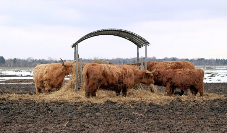 10 Step Winter Cattle Feeding Program