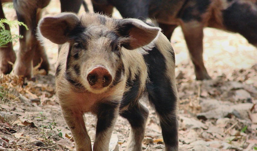 Honor Show Chow and Purina Goat Chow Testimonial | Rainey's Feed & Hardware