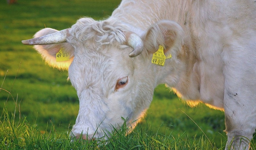 how-to-monitor-feed-intake-for-cattle-coryell-feed-supply