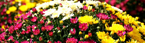 Michigan Lawn and Garden Supplies, Unique Michigan Gifts, Local ...