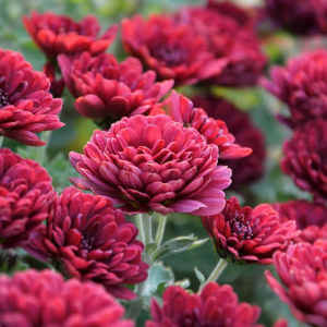 Michigan Lawn and Garden Supplies, Unique Michigan Gifts, Local ...