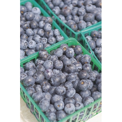 Locally Grown Michigan Blueberries | Sawyer Garden Center | Sawyer, MI