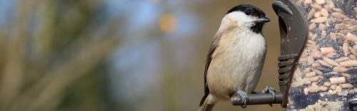 Feed Store, Deer Protein, Wildlife, Farm Supplies, Ranch, Cattle, Horse ...