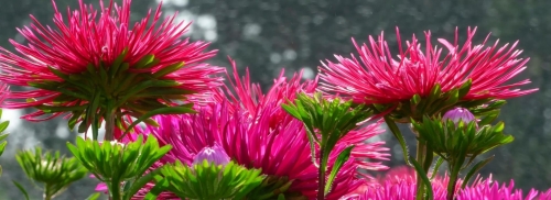 Garden Center Hanson MA, Gardening Supplies, Firewood, Annual ...