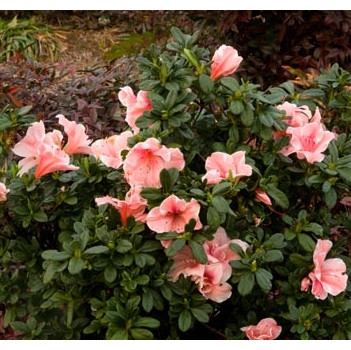 Autumn Sunburst Encore Azalea | Walnut Ridge Nursery and Garden Center