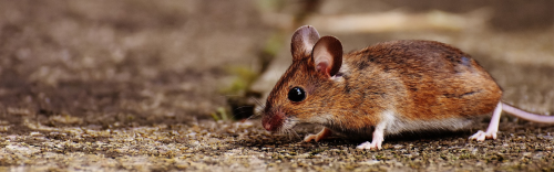 Knisely's Pet & Farm Carlisle PA, Knisely's Pet PA, Feed Store Carlisle ...