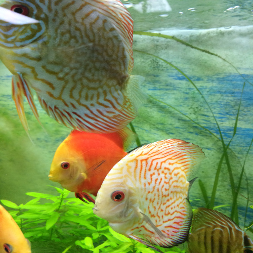 Tropical & Freshwater Fish | Animal City