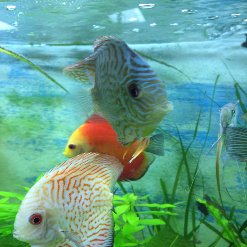 Tropical & Freshwater Fish | Animal City