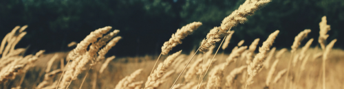 Talmage Farm Agway, Riverhead store, home brewing equipment LI ...