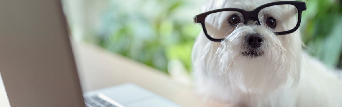 Your Healthy Pet Destination | All Things Woof Meow, Too Inc.