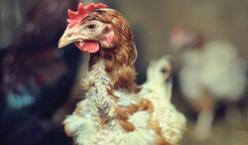 Molt Season is Here, but No Need to Fear! | Robbie's Feed & Supply ...