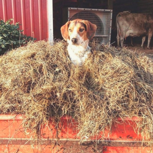 Welcome To Hanson Grain | Pet Supplies, Western Apparel, Cowboy Boots ...