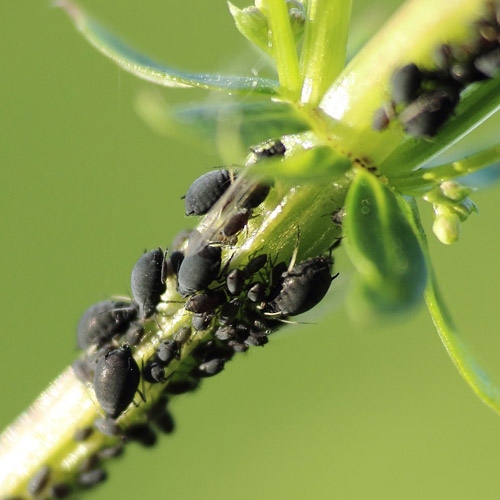 Weed, Insect, Disease & Pest Identification | Mars Agway - Mars, PA